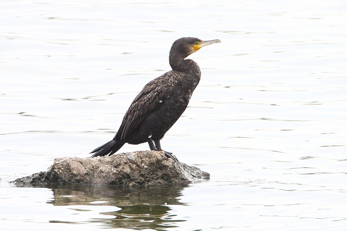 Kormoran – Landscapes, wildlife and more