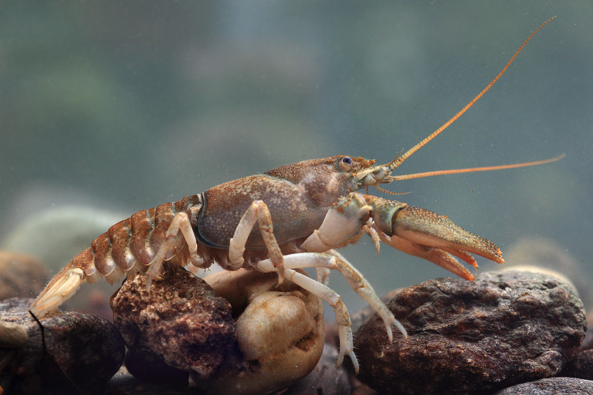 Steinkrebs 3 – Landscapes, wildlife and more