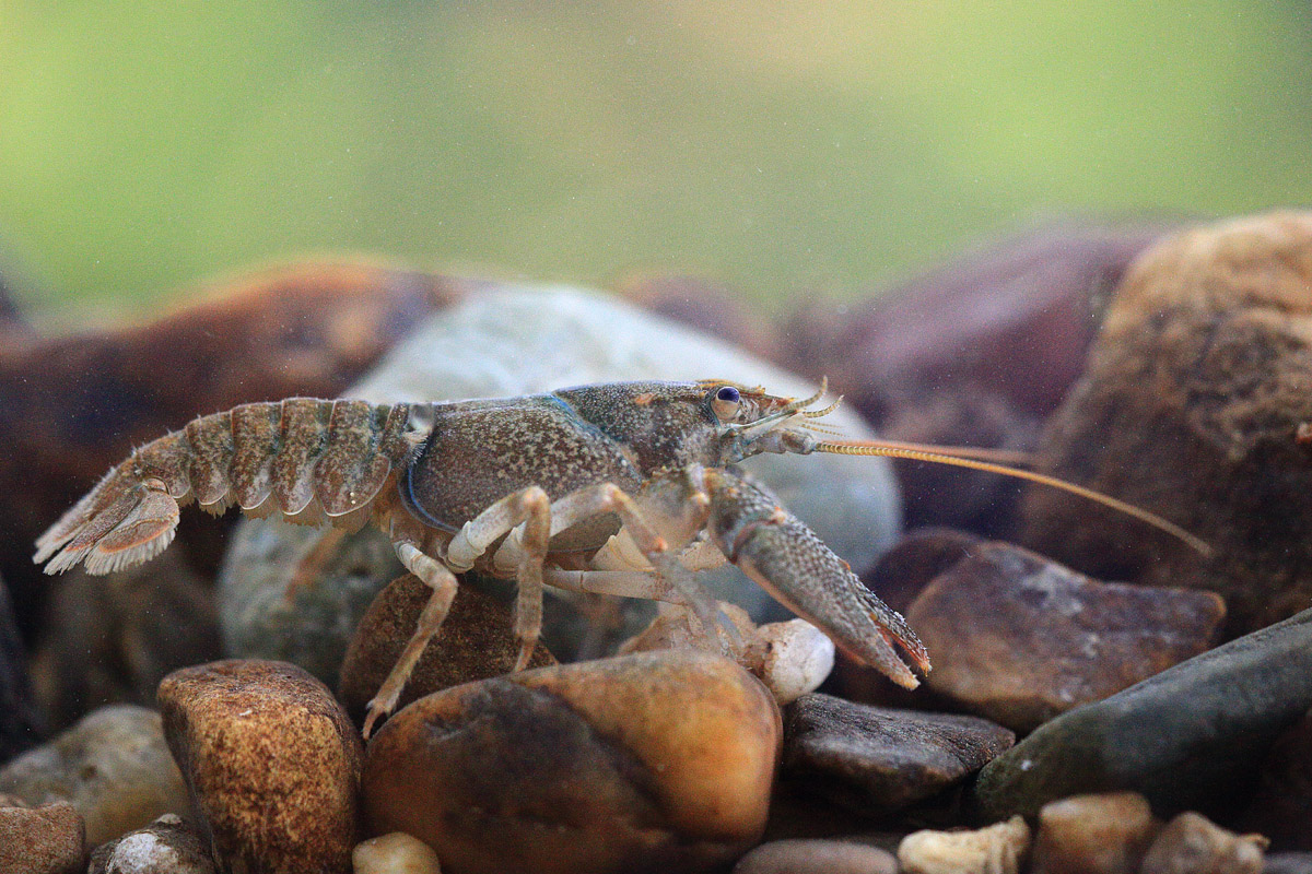 Steinkrebs 5 – Landscapes, wildlife and more