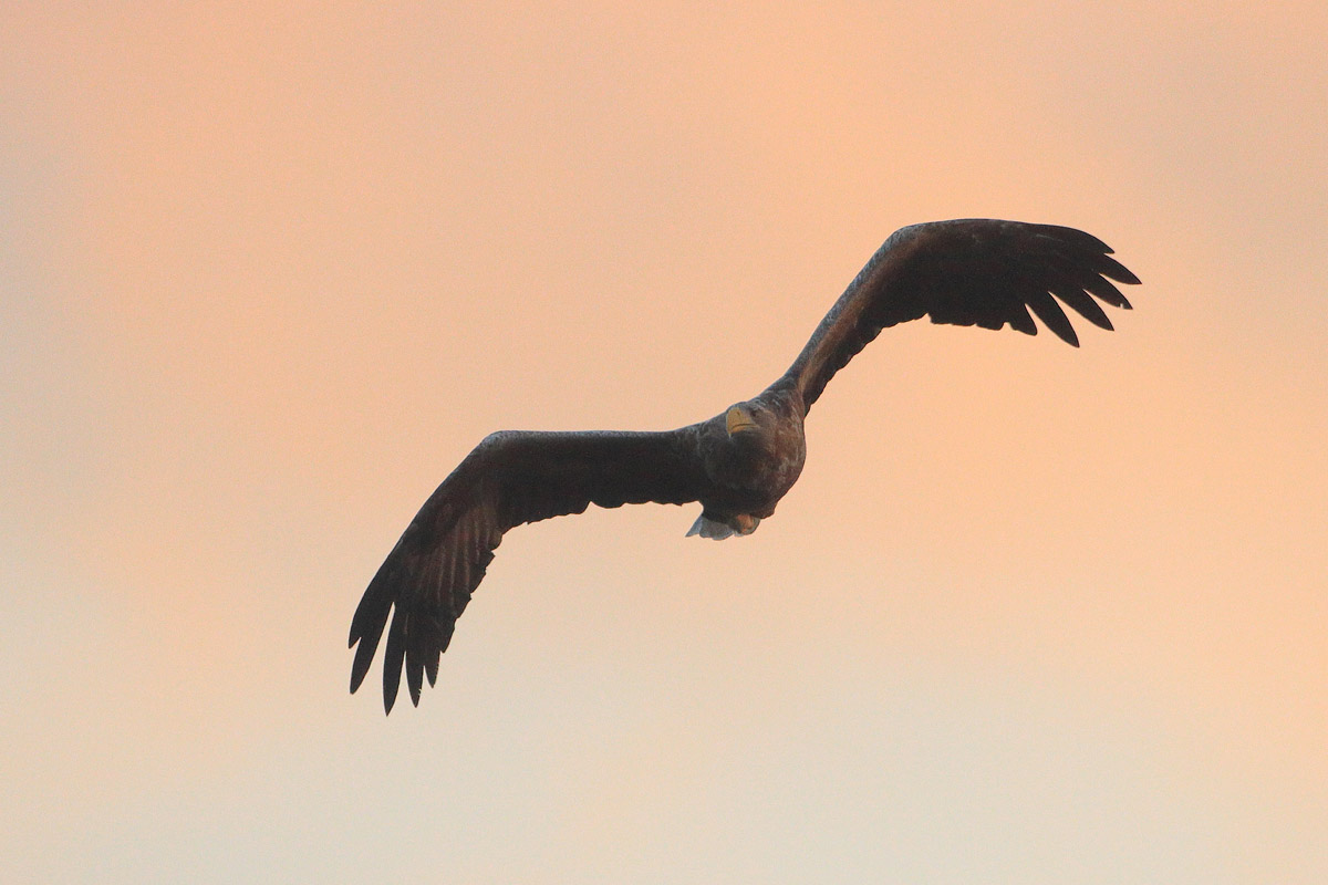 Seeadler – Landscapes, wildlife and more