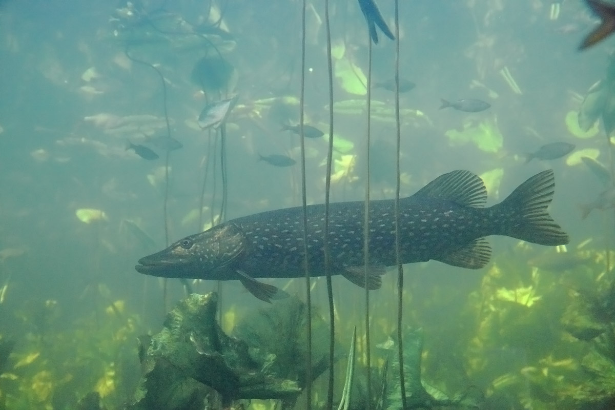 Hecht – Landscapes, wildlife and more